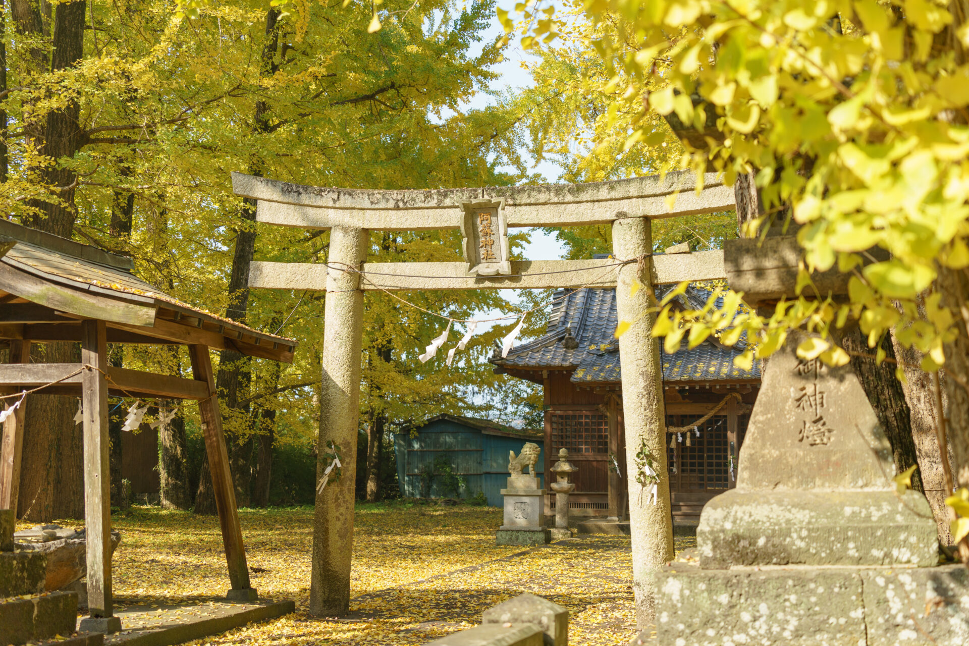 【阿蘇神社】イチョウの黄色い絨毯が美しい大分市の神社 - Yahoo! JAPAN