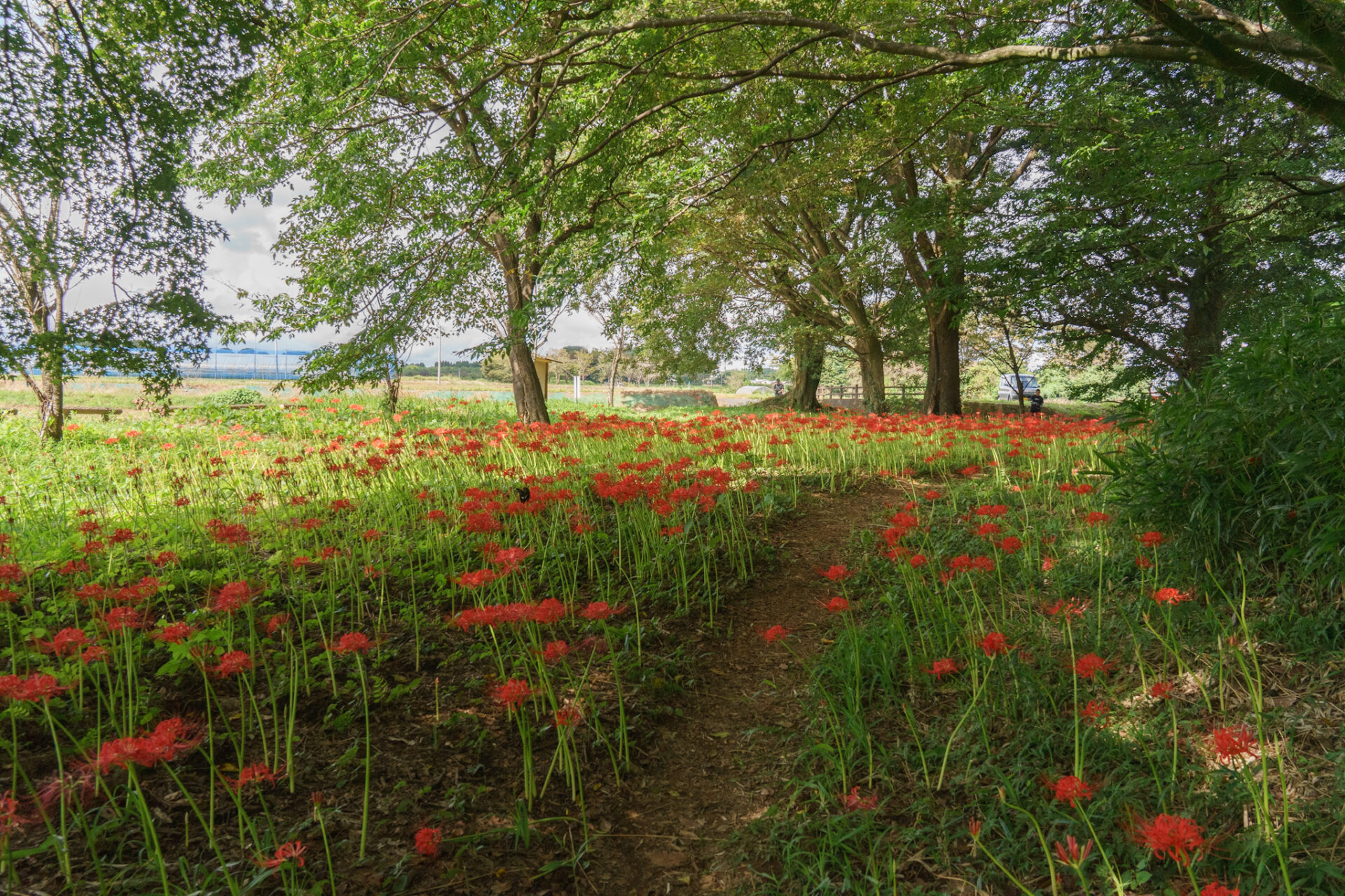 竹田市の七ツ森古墳群で彼岸花が見頃です - Yahoo! JAPAN